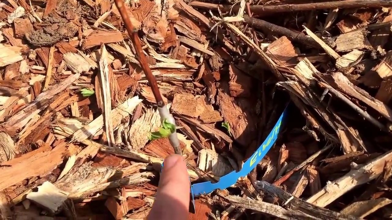 Grow Your Own Grafting Rootstock - YouTube