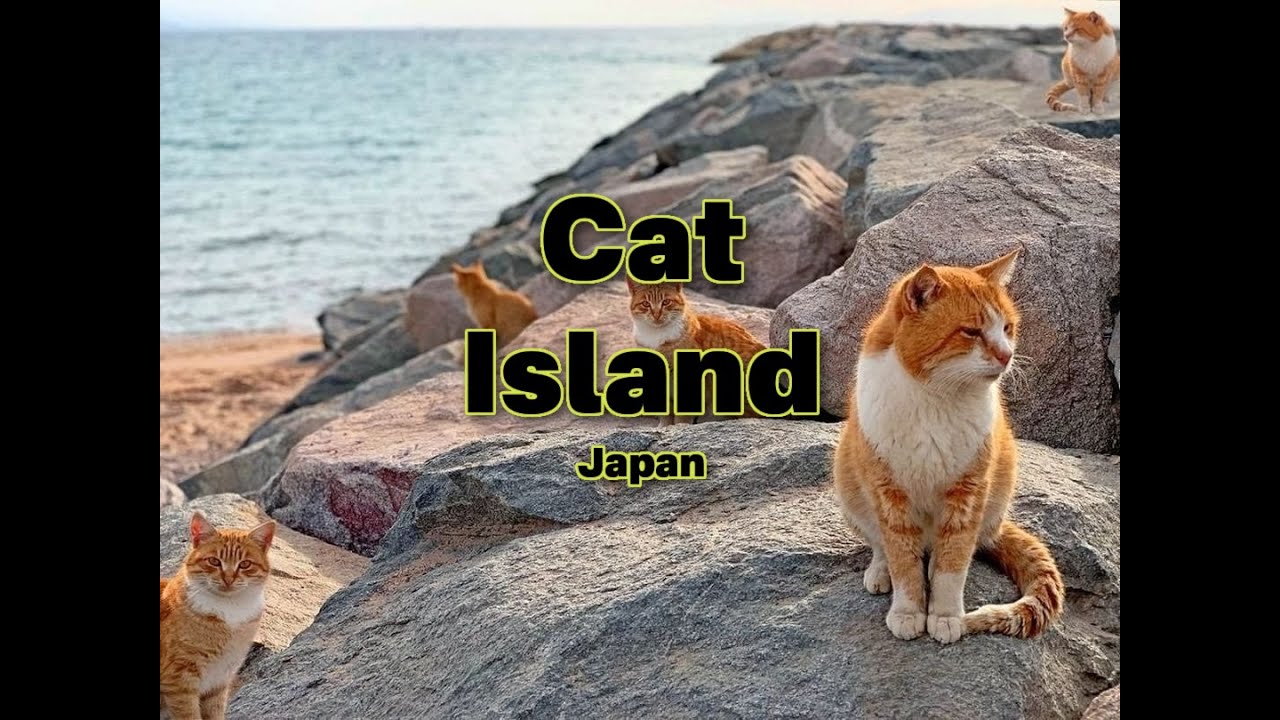 Journey to the Feline Paradise Cat Island - YouTube