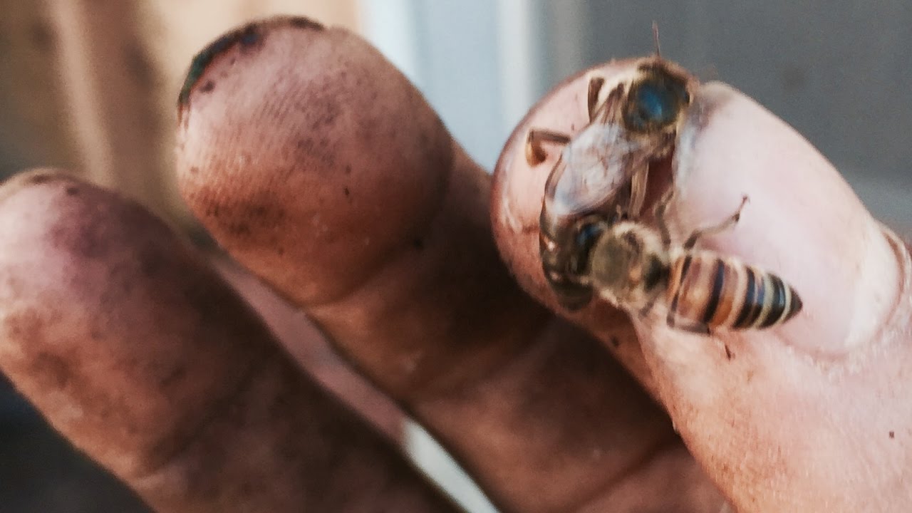 Bee Removal Shed Beehive in La Feria TX by Luis Slayton of Bee Strong ...