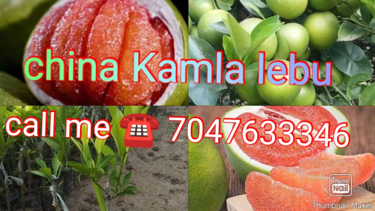 china Kamla lebu - YouTube