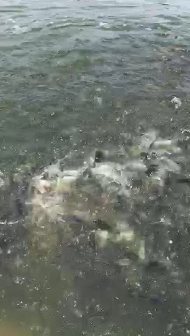 Fish Playing - YouTube