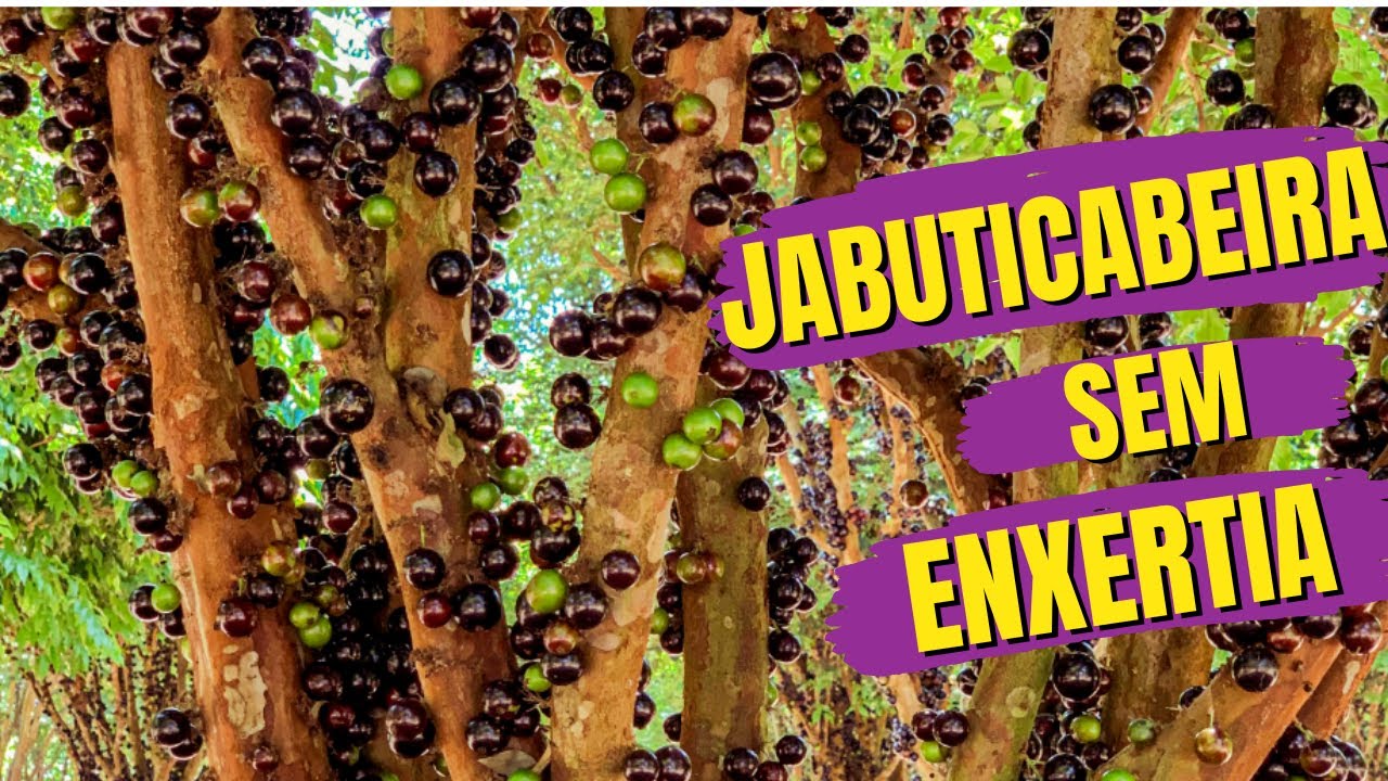 COMO FAZER MUDAS DE JABUTICABA ATRAVÉS DE SEMENTES. - YouTube