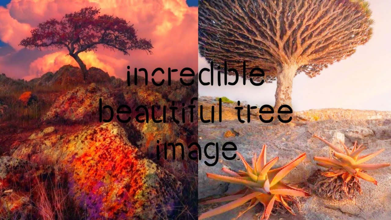 most incredible and inspiring tree picture collection - YouTube