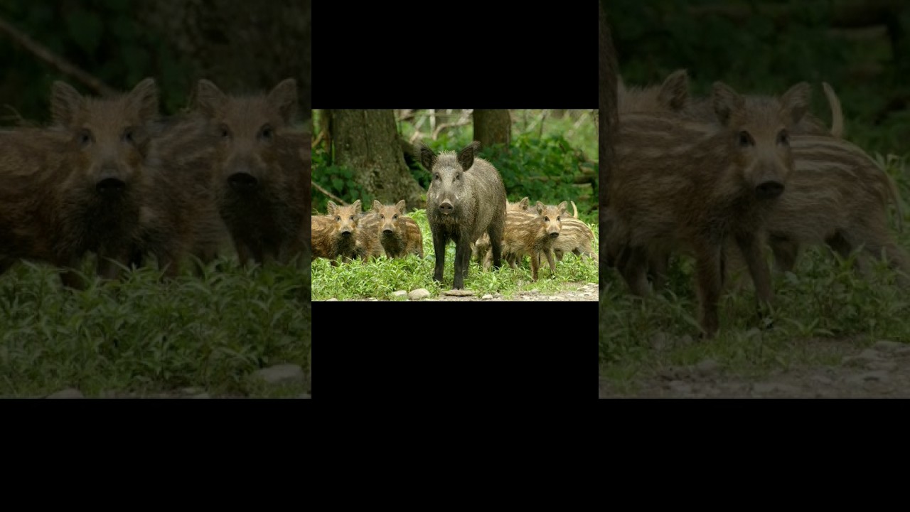 A introdução dos javalis no Brasil #animals #javali #hunting # ...