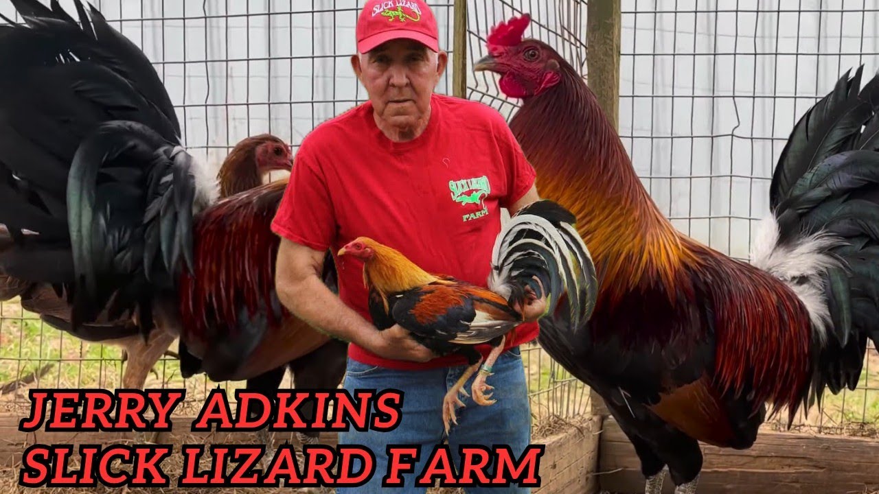 Alabama Beautiful Corral Mr. Jerry Adkins Slick Lizard Farm - YouTube