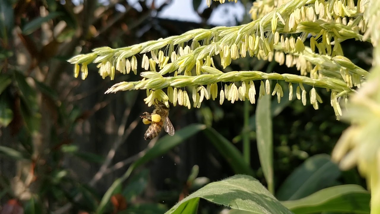 A bee pollinating a corn plant - YouTube