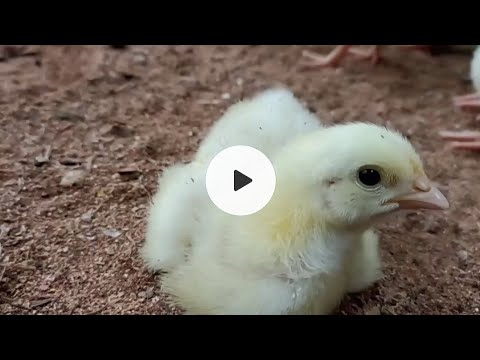 polti murgi farm. 4 days age 🐣🐤🐤🐤🐣 - YouTube