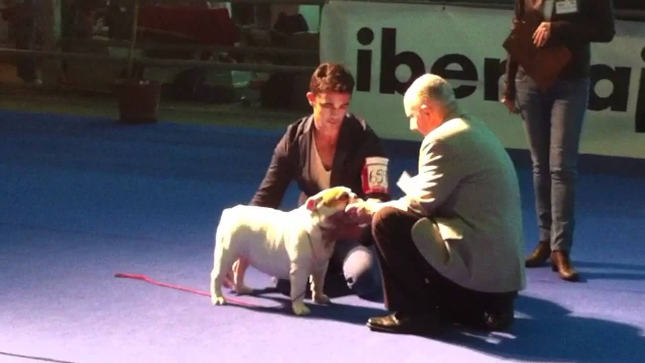 REMBOMBORY NO RETURN 6 months SHOW LEON SPAIN 2011 JUDGE Mr. Chris ...