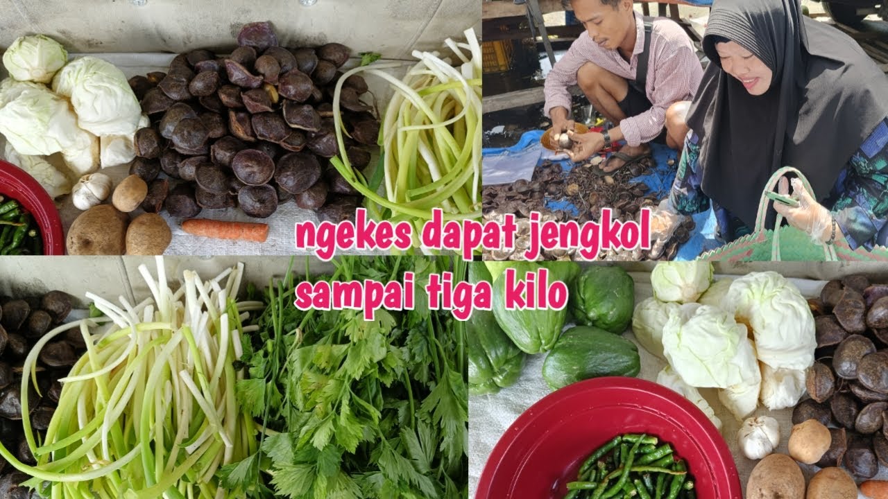 NGEKES DAPAT JENGKOL SAMPE TIGA KILO DAUN SELEDRI DAUN BAWANG BANYAK ...