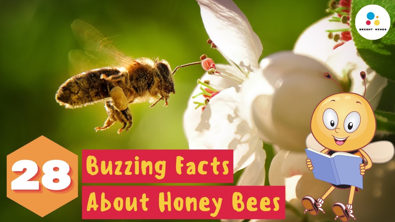 28 Buzzing Facts About Honey Bees | Cool Facts About Bees | Video For ...