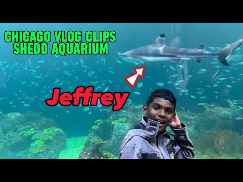 Meeting Jeffrey the Shark irl 🦈 - YouTube
