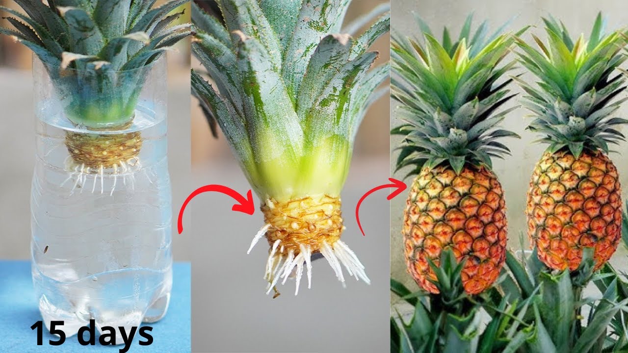 Video summary of 3 methods of propagating pineapple by fruit - YouTube