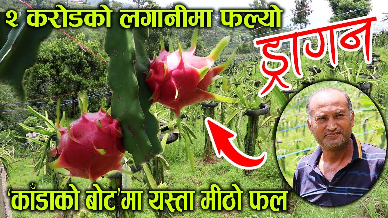 २ करोडको लगानीमा फलाए ड्रागन, किलोको १ हजारमा बेच्दा किसान मालामाल ...