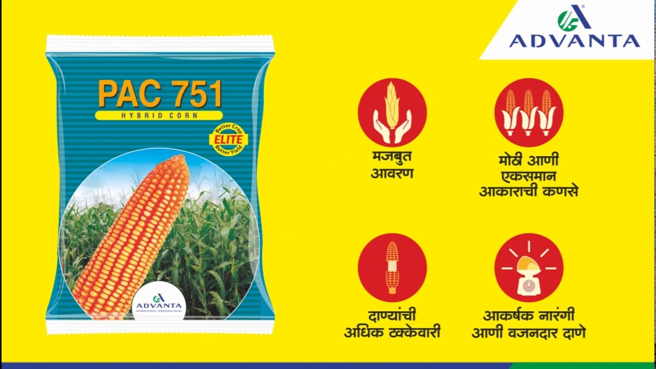 Advanta Hybrid Corn - PAC 751 Elite, Malegaon - Maharashtra (Marathi ...