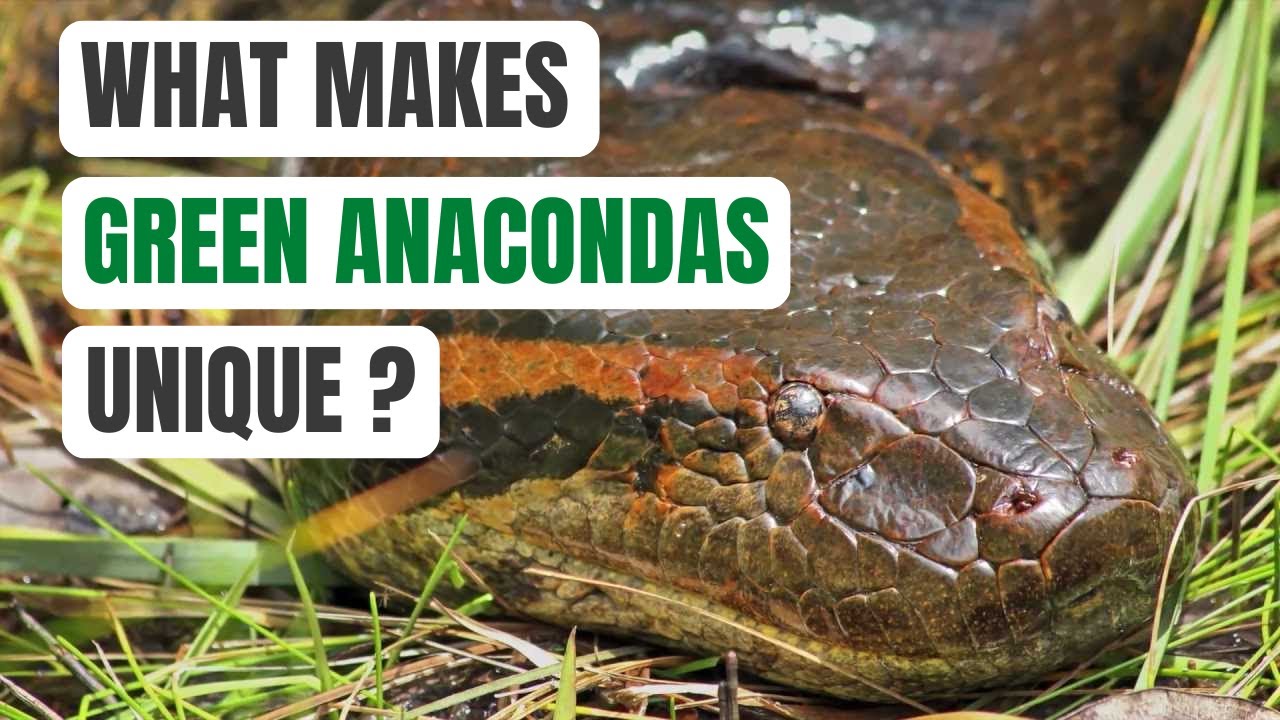 What Makes Green Anacondas Unique? || Best Trivia Questions That Keep ...
