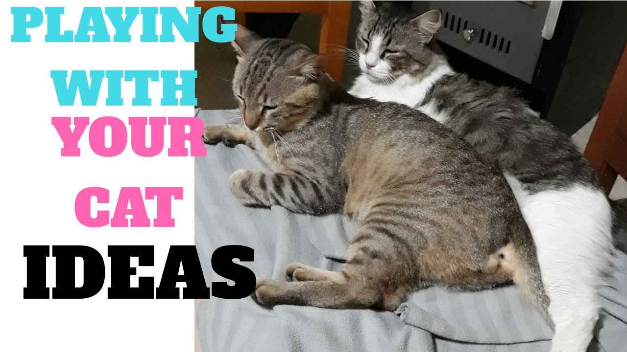 How to mingle w/ your cat - YouTube