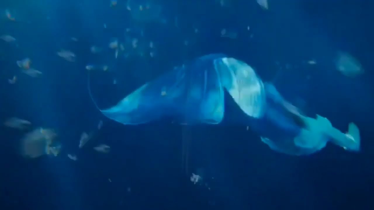 Girl into Mermaid Transformation Scene #16 - YouTube