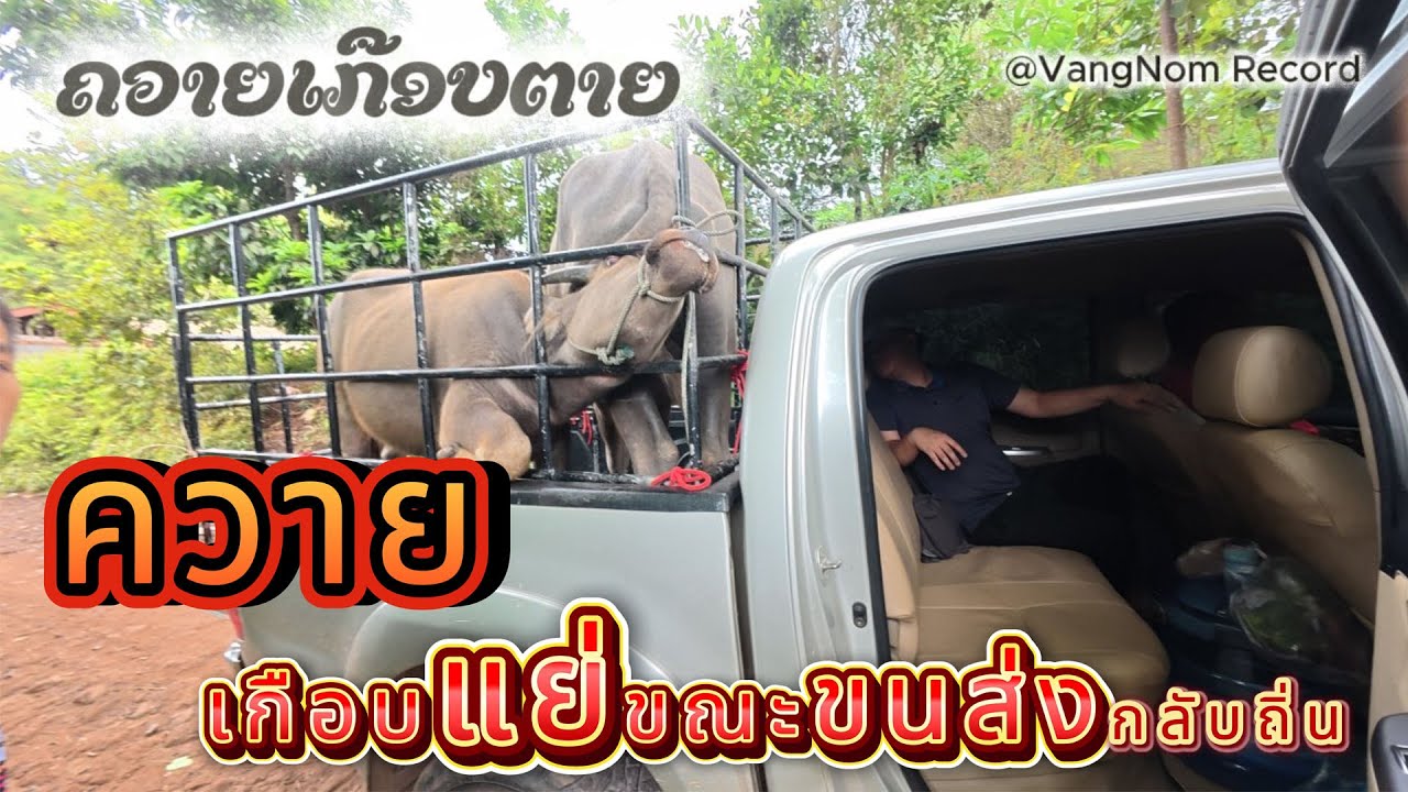 ขนส่งควายกลับสวนด้วยรถกระบะวีโก้แชมป์ ຂົນສົ່ງຄວາຍກັບສວນ To Take buffalo move to the Farm - YouTube