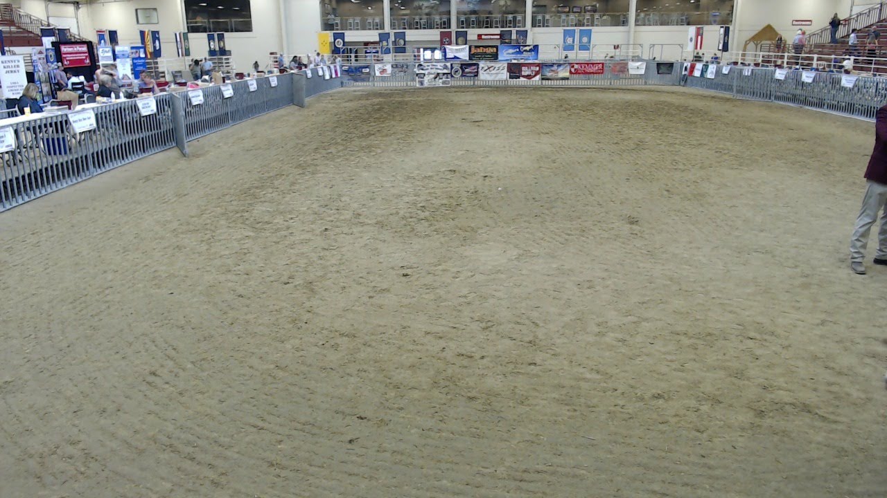 ABGA National Show Day 1 After lunch - YouTube