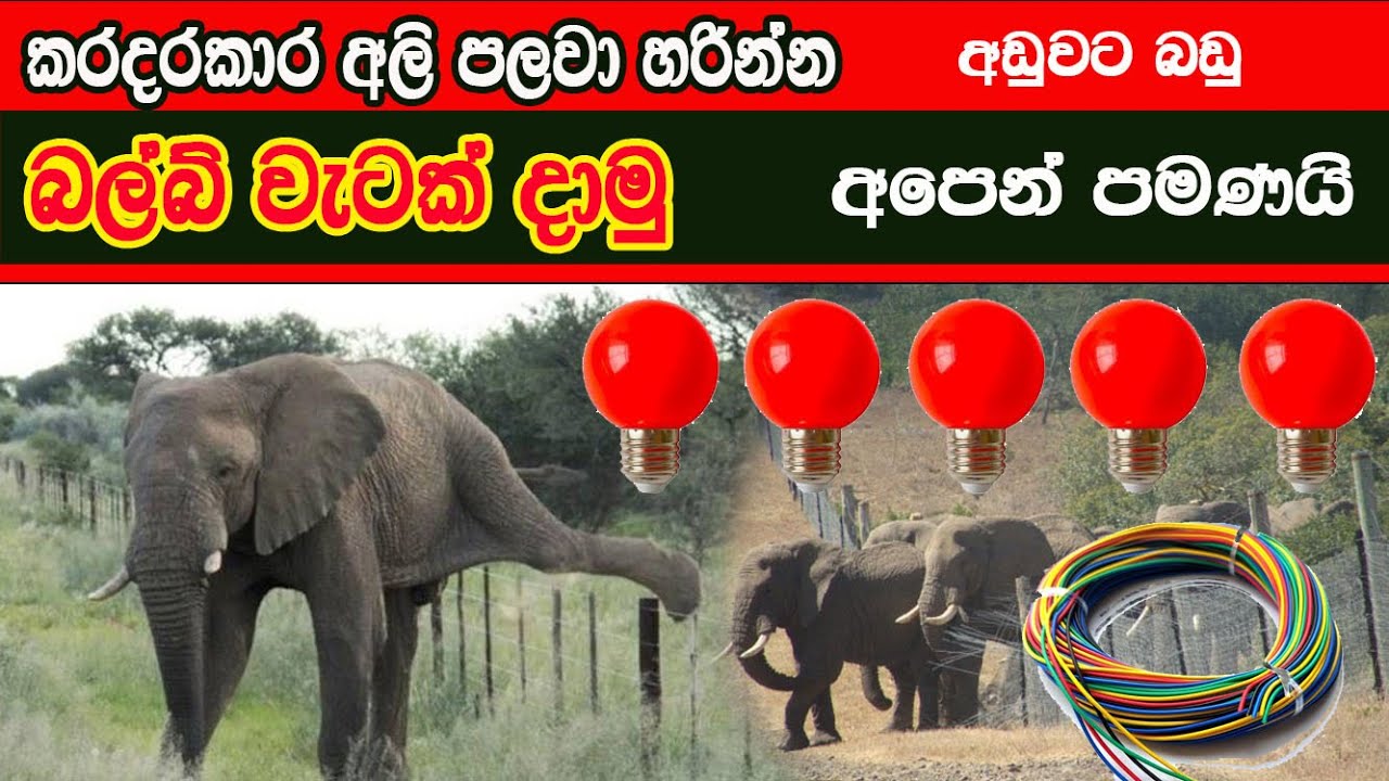 අලි වැටට අඩුවට වල්බ් ගන්න පිටකොටු ගියා. මිලත් අඩුයි. Ali weta Bulb ...