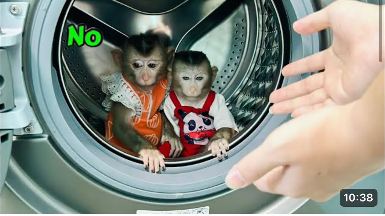 Monkey Diana and DiDi want to sleep in the washing machine and don’t ...
