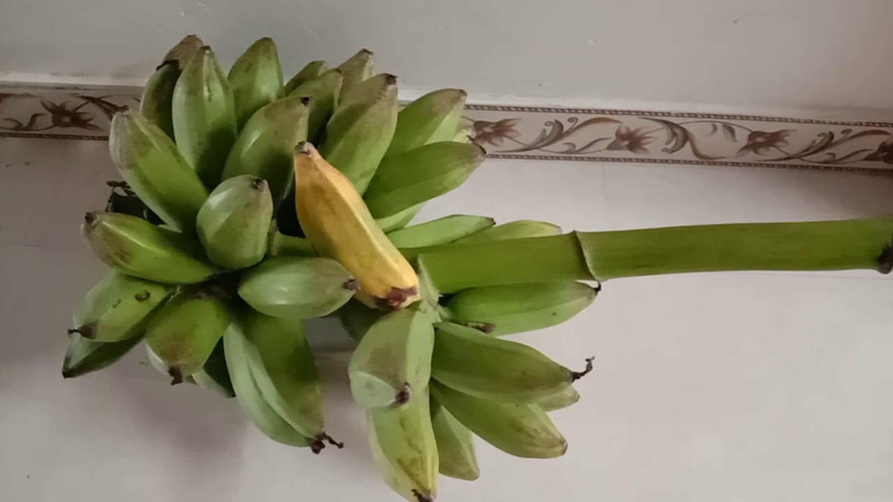 Chakkai Plantains - Chakkai Banana - சக்கை வாழைக் குலை - YouTube