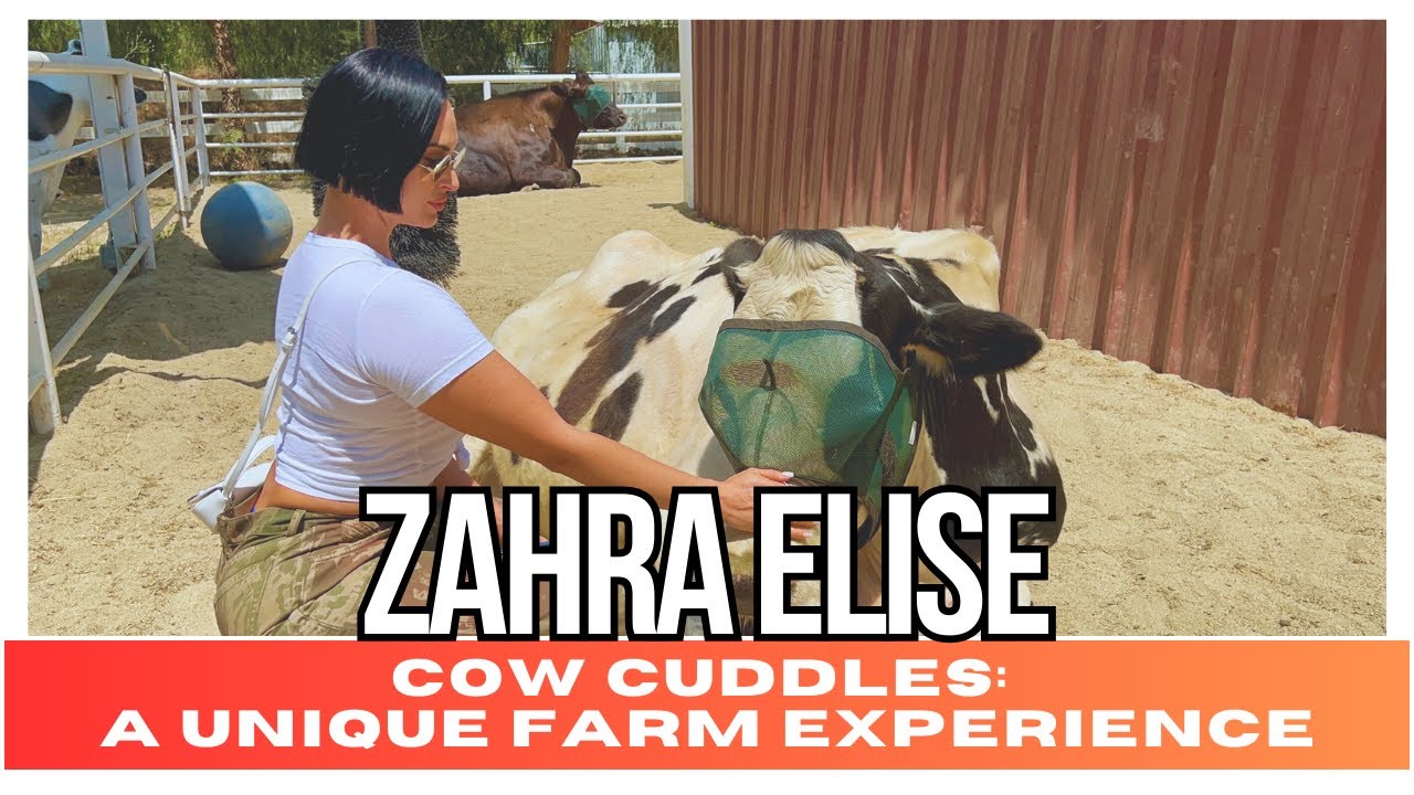 Cow Cuddles : A Unique Farm Experience | Zahra Elise - YouTube