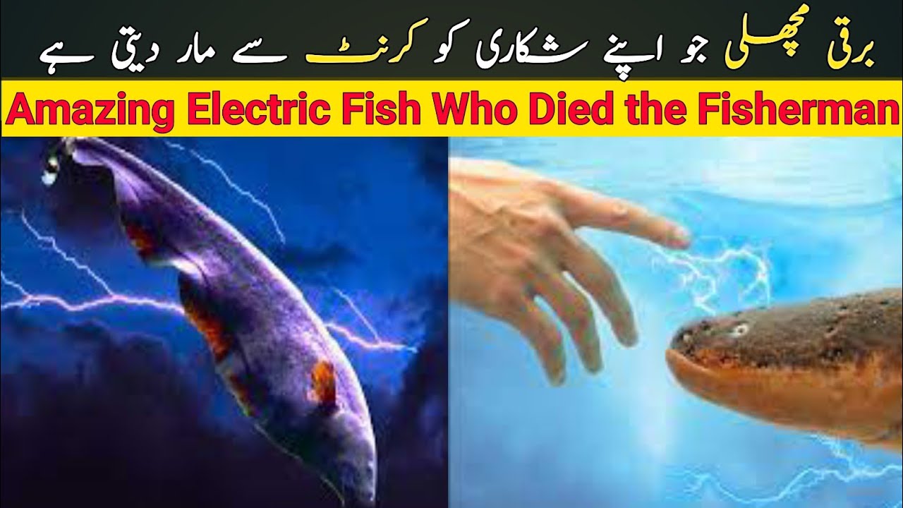 Amazing Electric fish who died the fisherman|Amazig fish who has ...