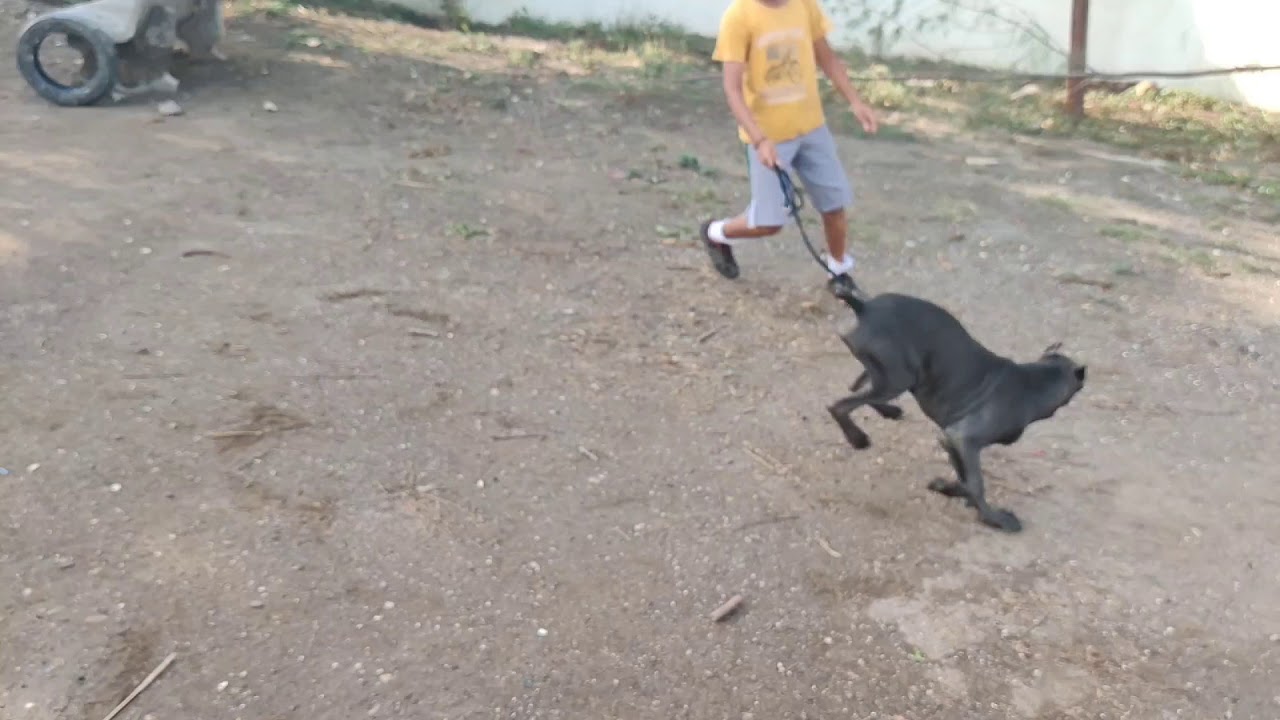 # Sanitizer # De Pasha#Cane Corso - YouTube