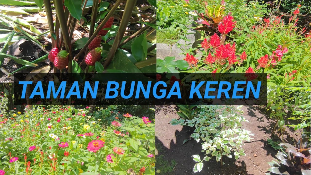 kumpulan bunga terindah part38 - YouTube