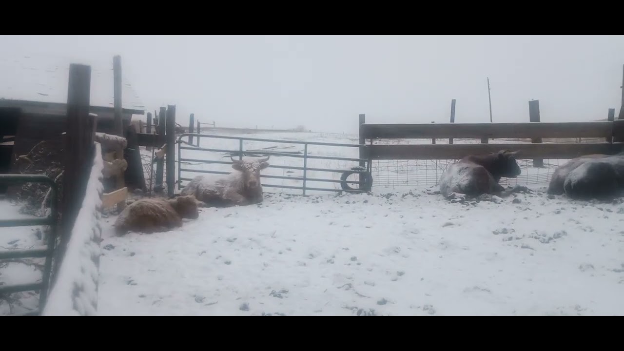 Highland Cross Cattle Enjoying A Cold Snowy Morning, Widescreen, 2-12 ...