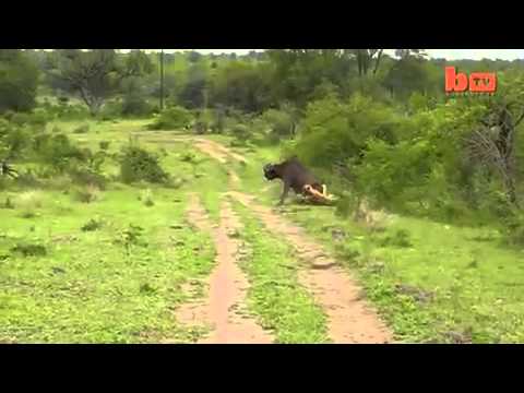 Tiger vs cow - YouTube
