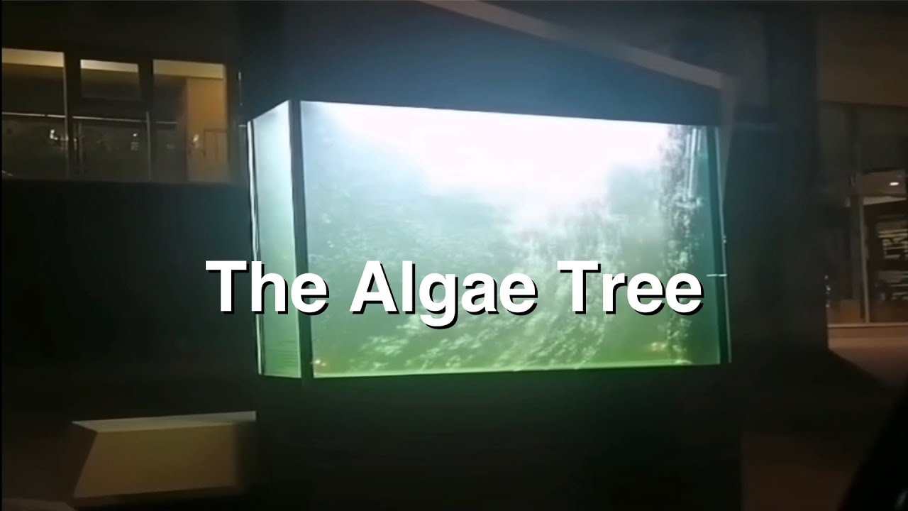 How the Algae Tree is going to solve the problem of air pollution ...