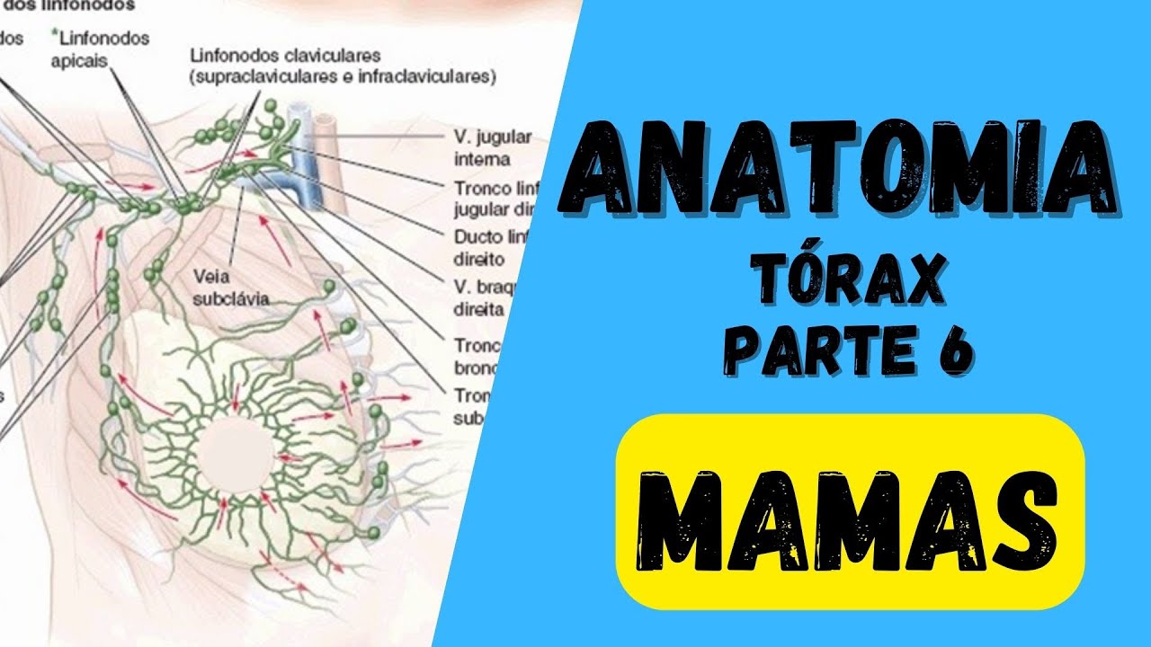 Anatomia das mamas - Anatomia humana. Quais as características das ...