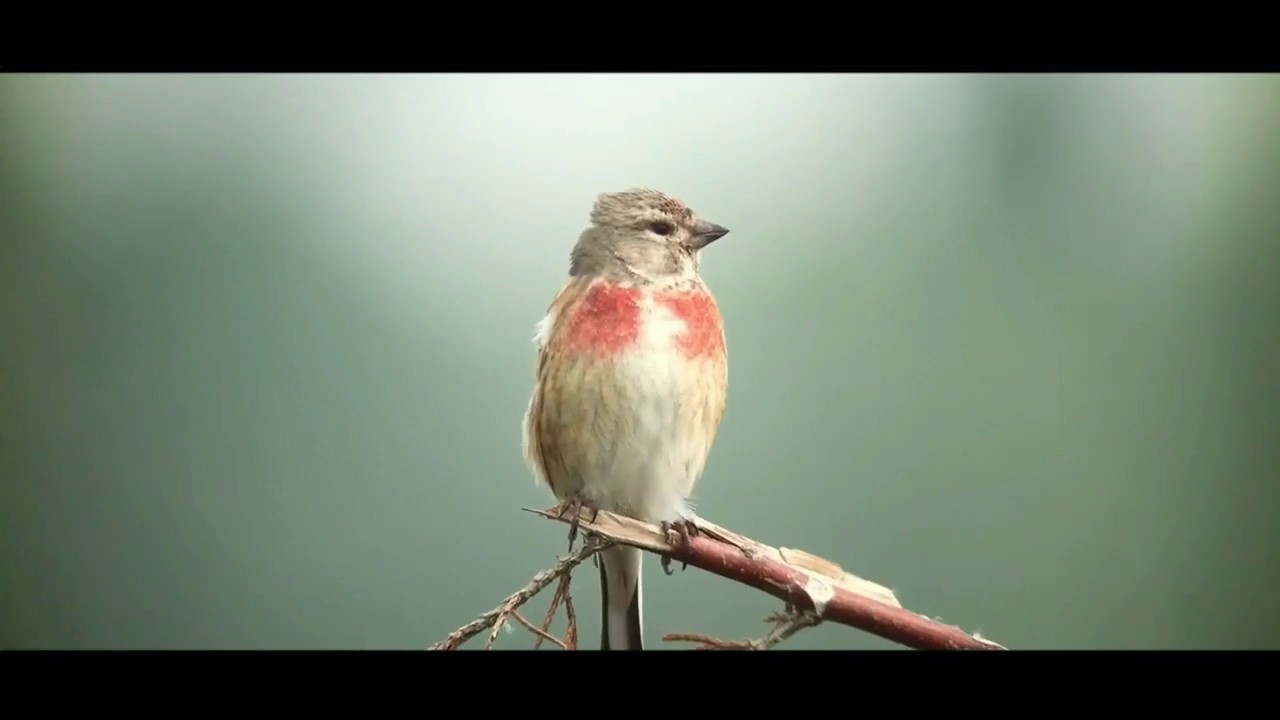 Flying Bird - Motivational Poetry | Writer - Jay Kor | Music - Milan ...