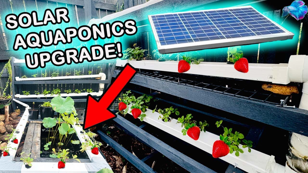 Solar Aquaponic Strawberry Upgrade! - YouTube