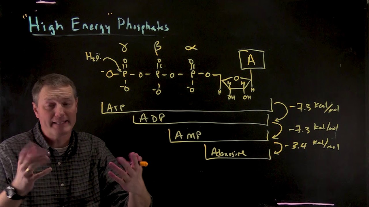 High Energy Phosphates - YouTube
