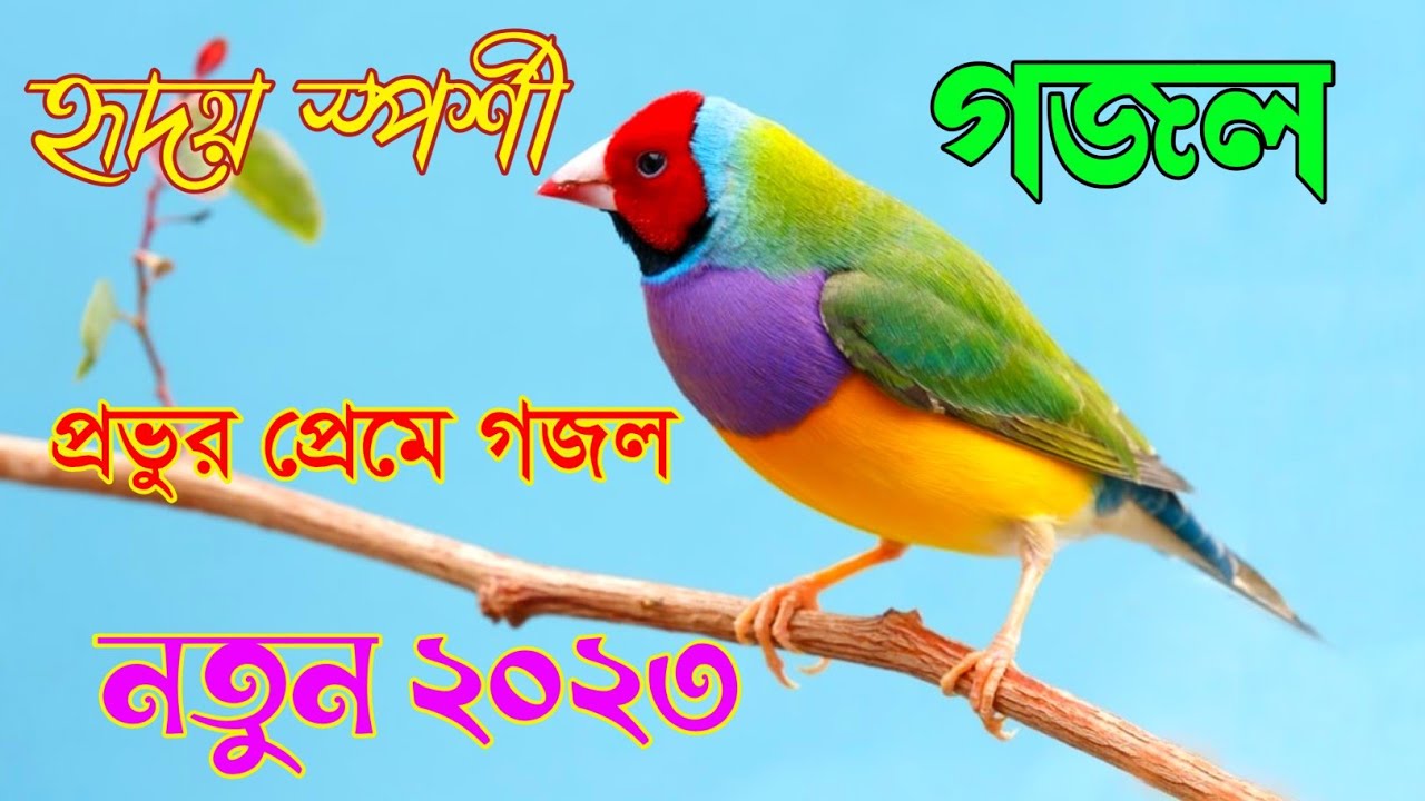 🙏🙏gojol, bangla gojol, Islamic gazal, notun gojol, viral gojol ...