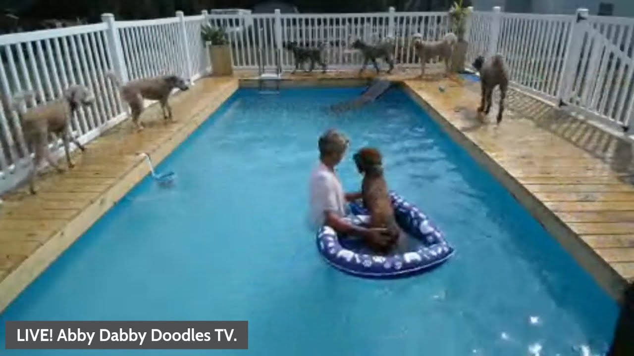 Dogs Are Having An AMAZING Time At The Pool Party. - YouTube