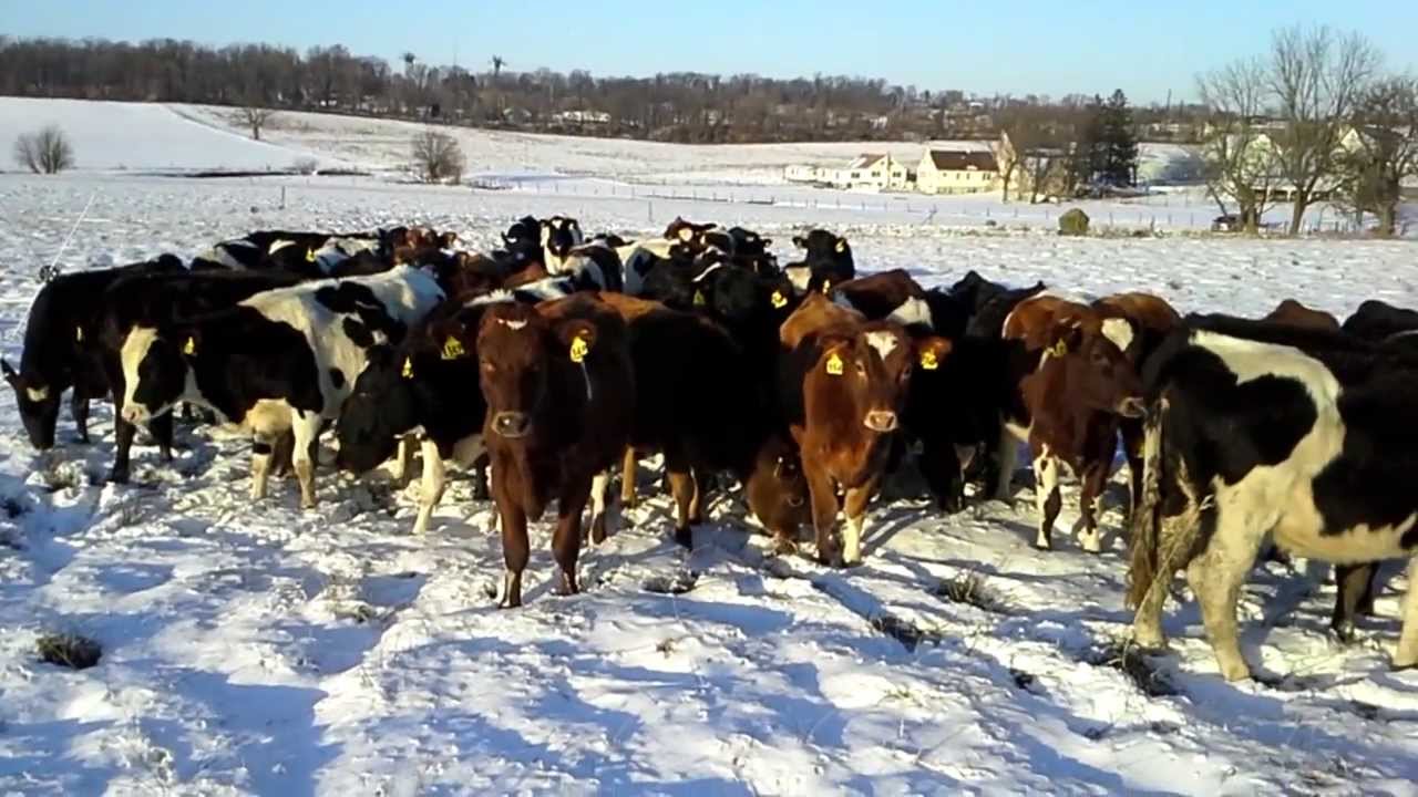 Winter calf grazing through snow - YouTube