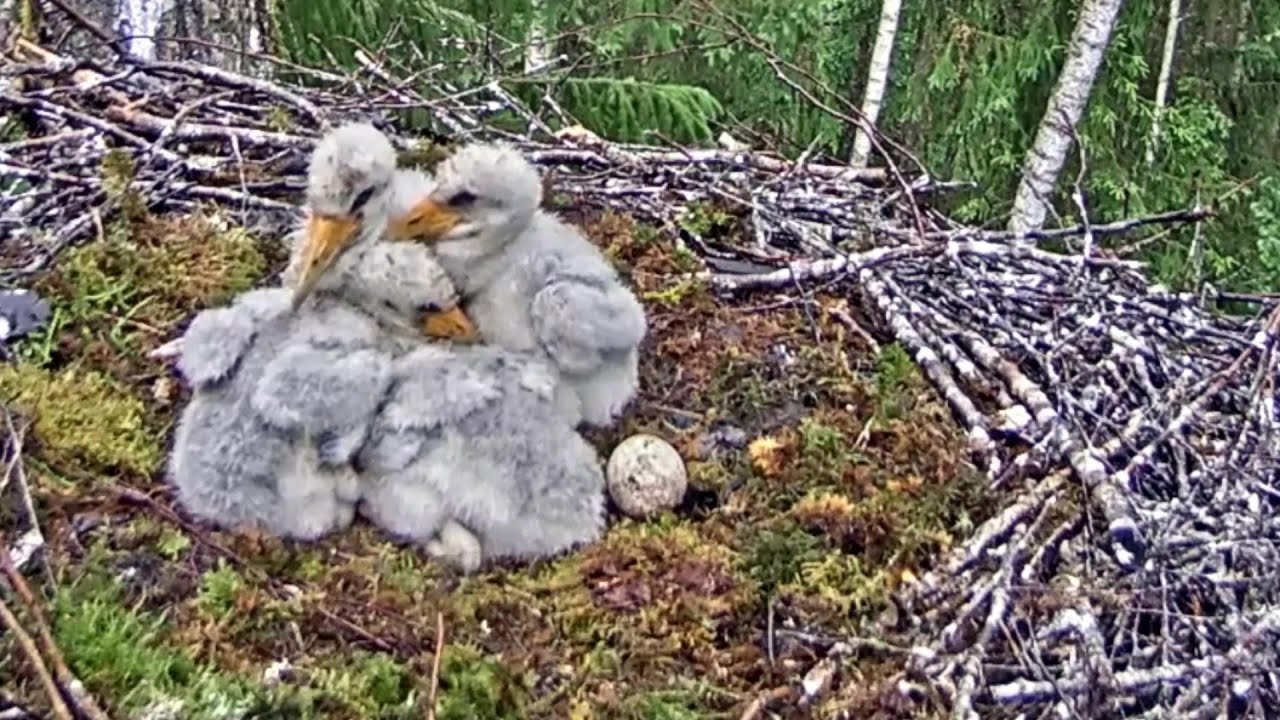 Melnais stārķis~Storklets alone in heavy rain ~2:47 pm 2024/06/08 - YouTube