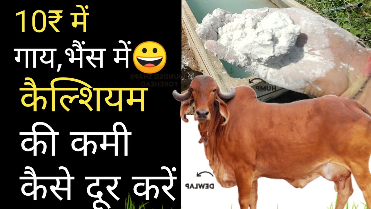 गाय,भैंस में कैल्शियम की कमी कैसे दूर करें? || How to overcome calcium ...