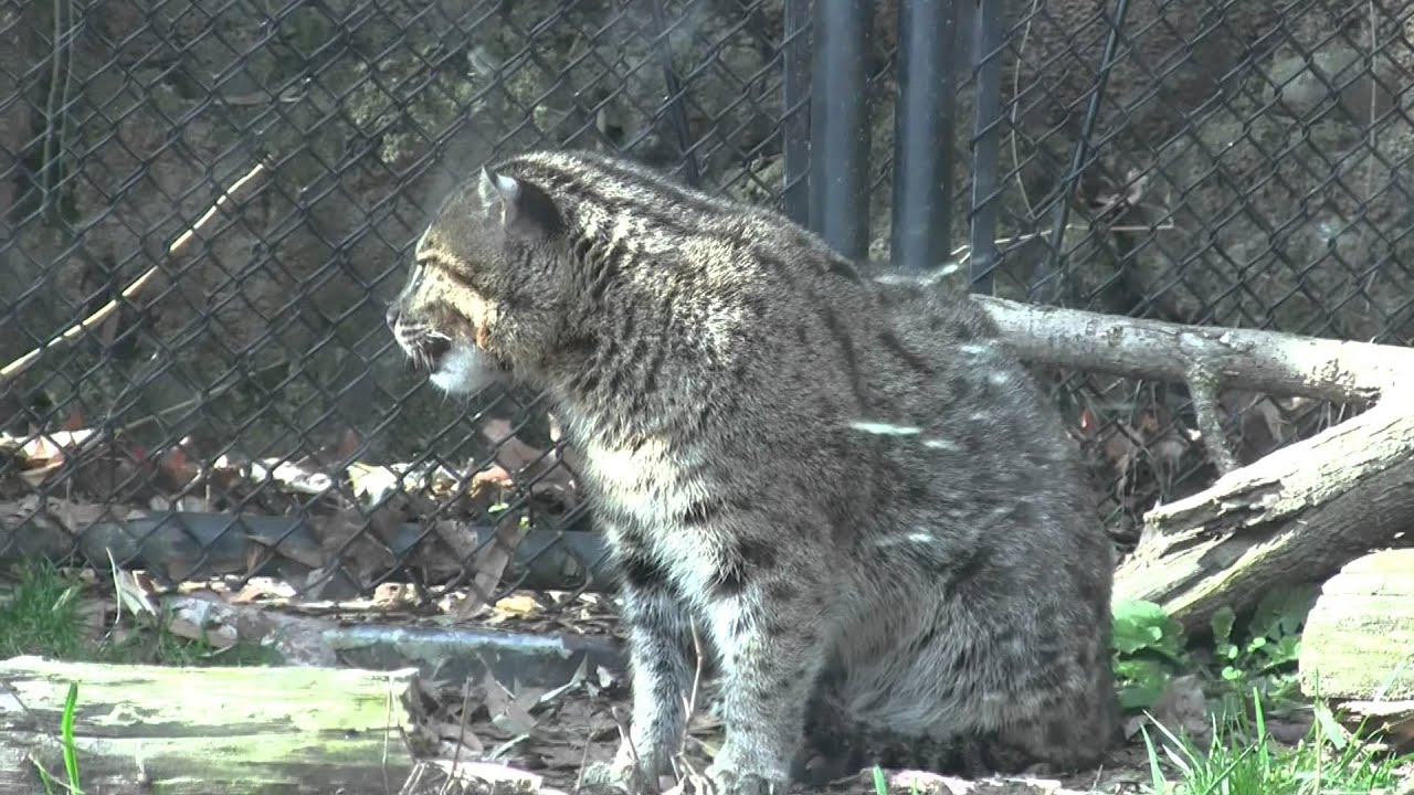 Fishing Cat - YouTube