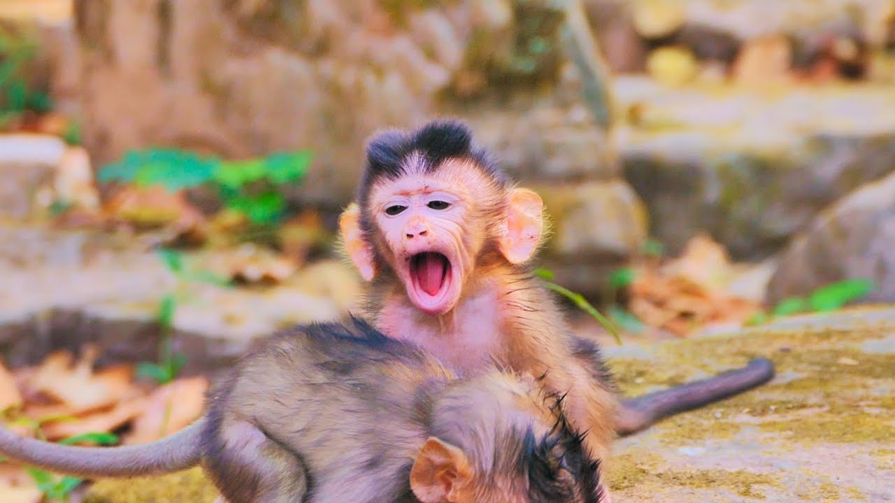 Baby monkey playing in the wild. nice clip baby monkey - YouTube