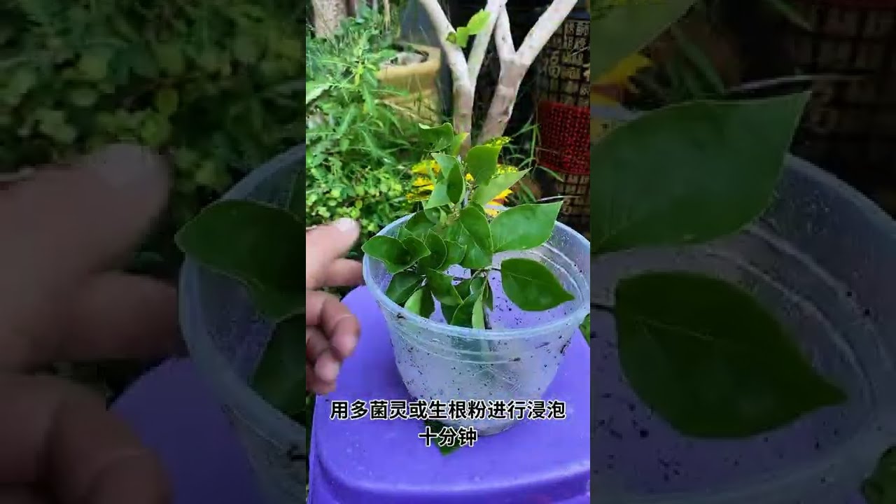 Thinking How To Get More Flowers On Hibiscus Here Are The Top 7 Thinking How To Get More Flowers On Hibiscus Here Are The Top 7