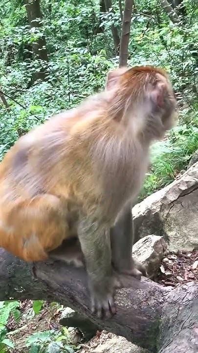 #monkey #love #animals #zoo #art #nature #cute #poormonkey #fun #animal #monkeys #fypviralシ ...