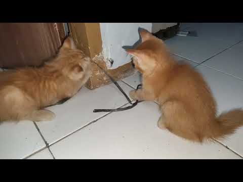 Cute Jelly and Jello Play With Long Plastic Rope