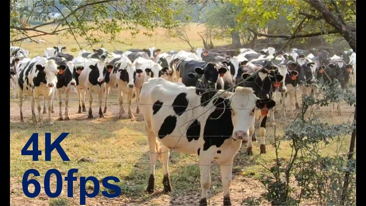 Cows love music, come running for symphony, 4K 60fps, HyperSmooth - YouTube