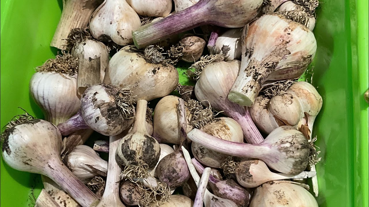 May 21st & June 1st Garlic Harvest #herbs #gardening , #georgia - YouTube