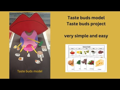 taste buds model/ taste buds project/ taste buds - YouTube